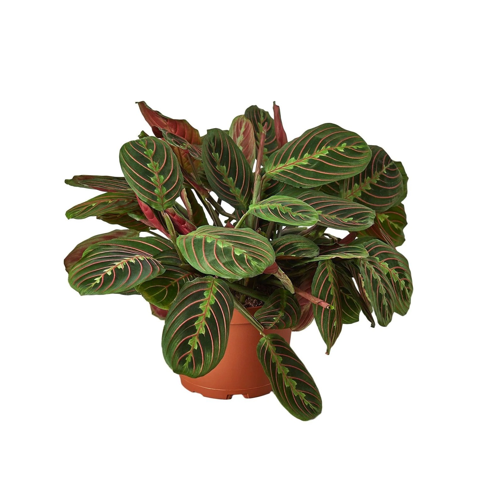 Maranta Red Prayer Plant – Beautiful Indoor Houseplant with Unique Leaf ...