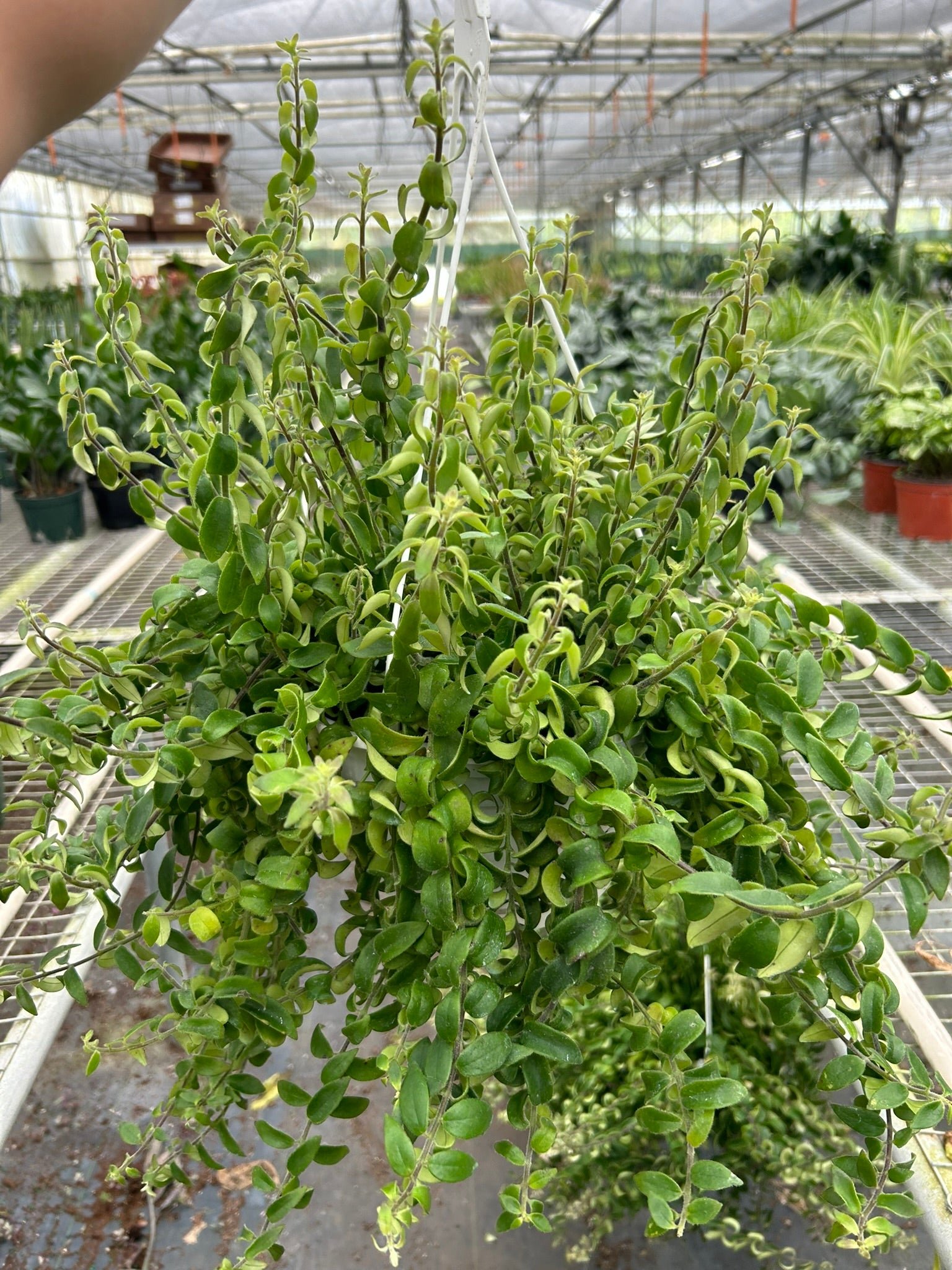 Curly Lipstick Plant Aeschynanthus radicans Hanging Indoor Plant for ...