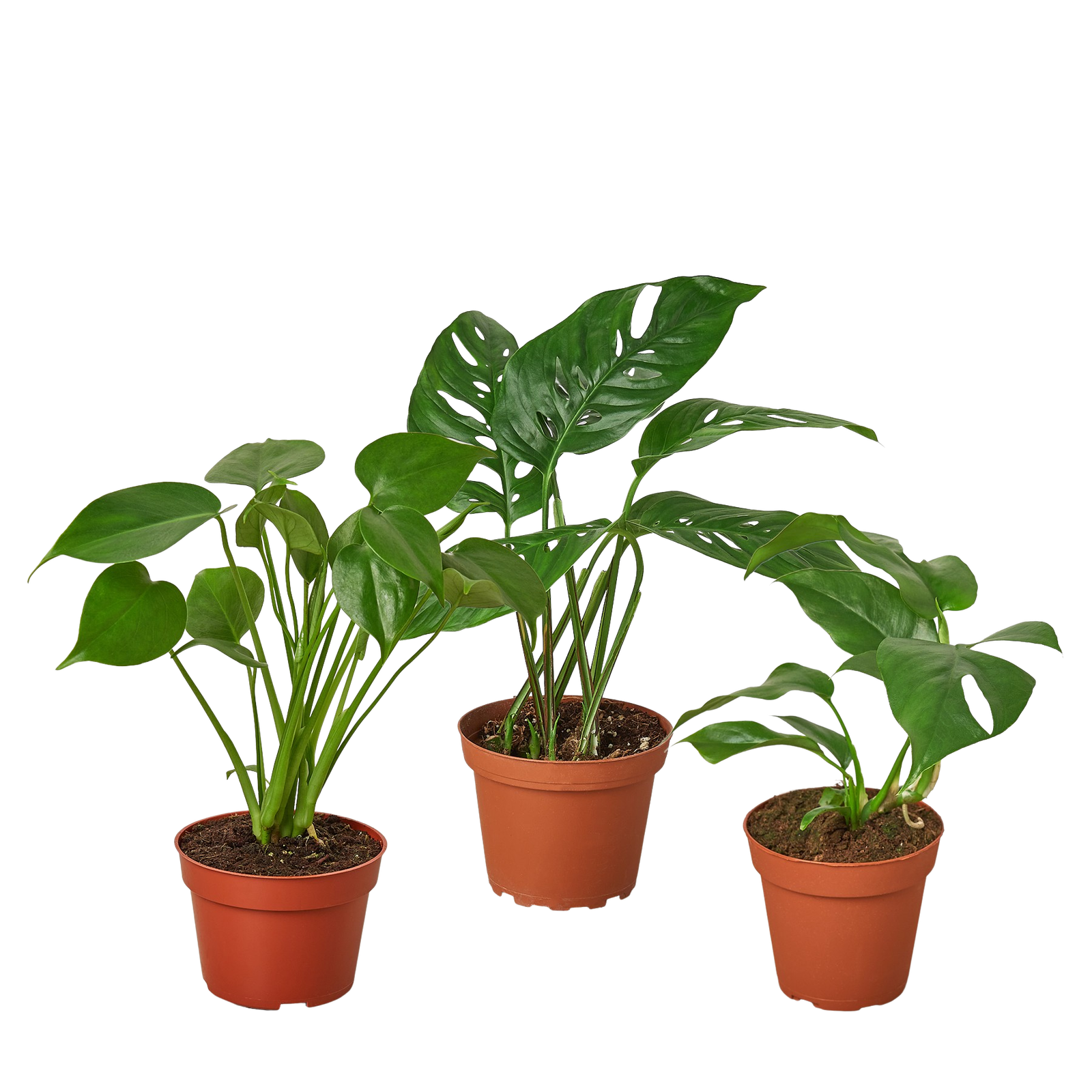 Monstera Bundle with Philodendron Split-Leaf, Mini Monstera Minima, and ...