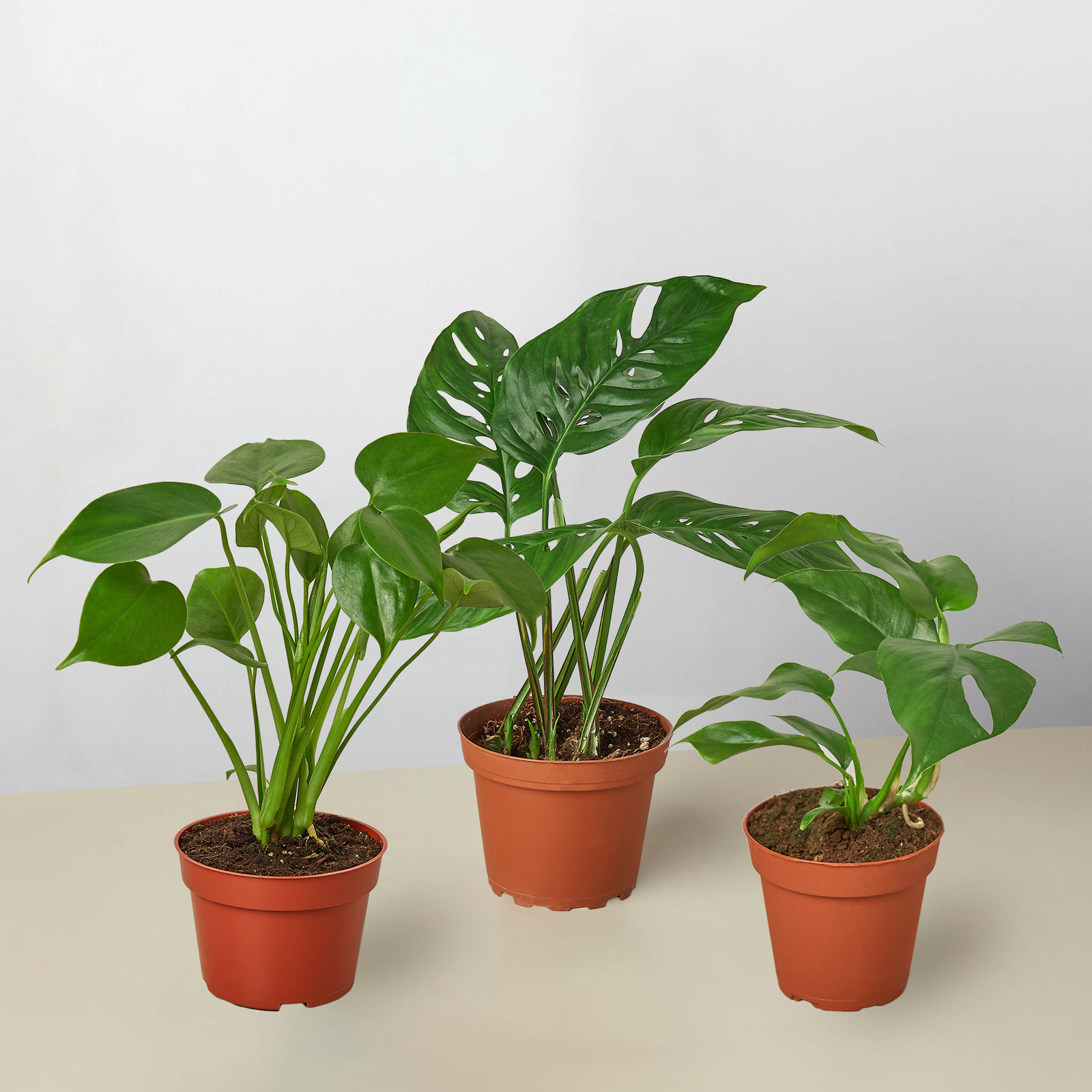 Monstera Bundle with Philodendron Split-Leaf, Mini Monstera Minima, and ...
