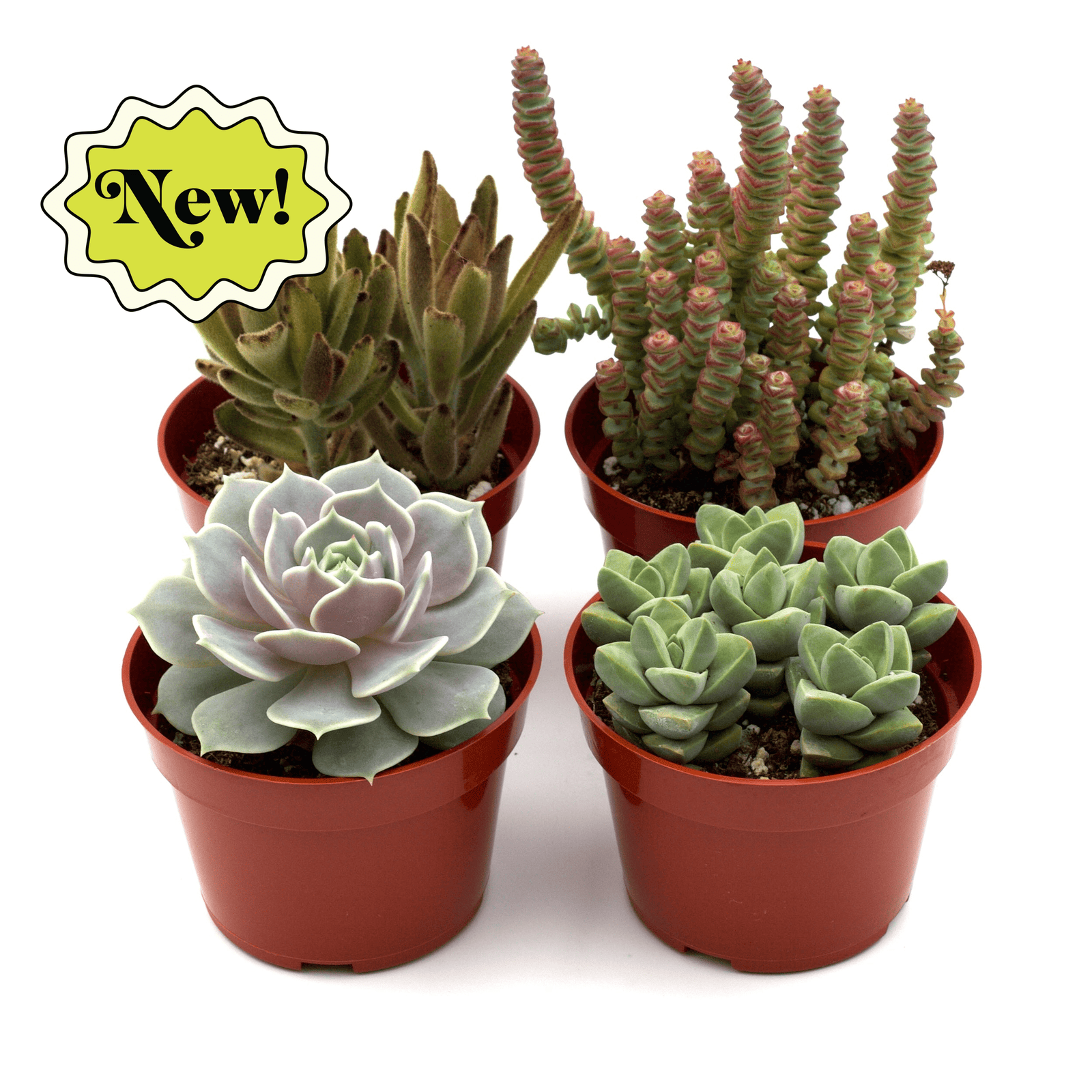 Mystery Assorted Succulent Variety Pack in 4-Inch Pots for Home and ...